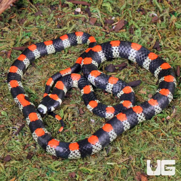 Black Banded Snake For Sale - Underground Reptiles