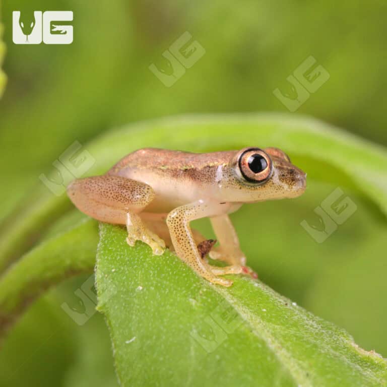 Blue Back Reed Frog (Hyperolius Sp) For Sale - Underground Reptiles
