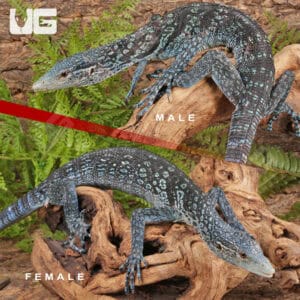 Lizards For Sale - Underground Reptiles