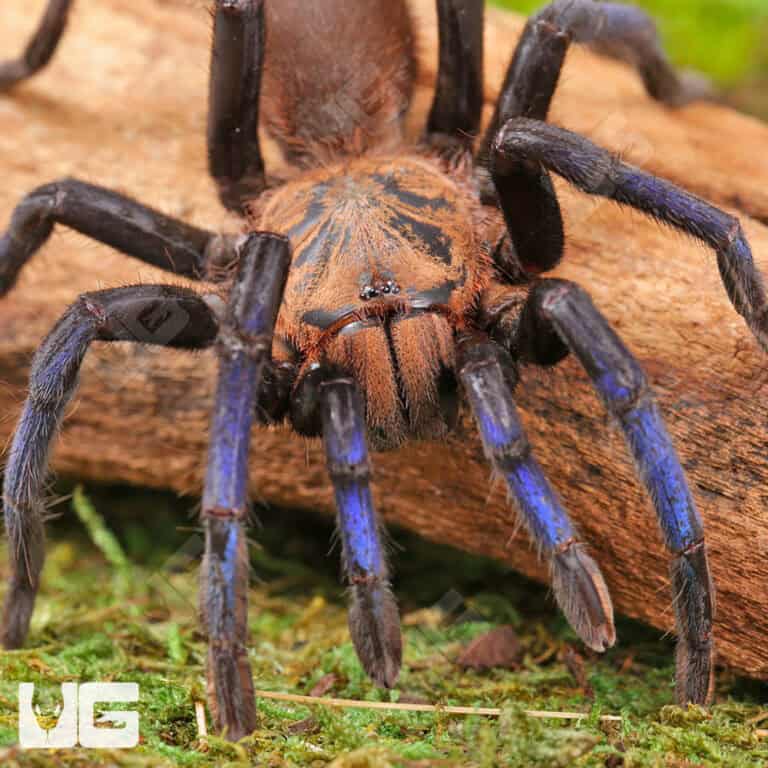 Borneo Neon Blue Leg Tarantulas For Sale - Underground Reptiles
