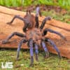 Borneo Neon Blue Leg Tarantulas For Sale - Underground Reptiles