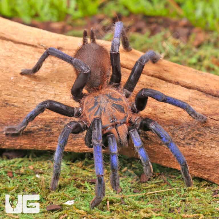 Borneo Neon Blue Leg Tarantulas For Sale - Underground Reptiles
