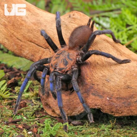 Tarantulas & Spiders Archives - Underground Reptiles