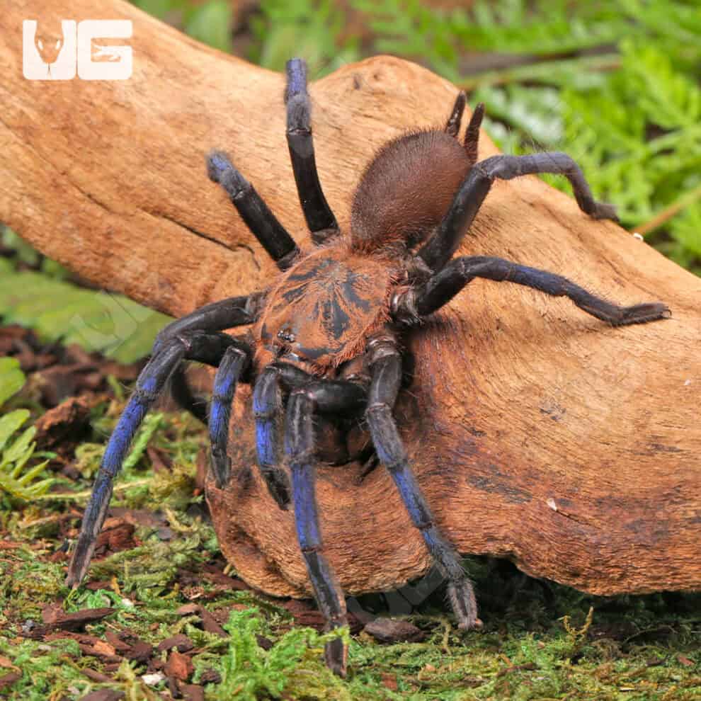 Tarantulas & Spiders Archives - Page 5 of 35 - Underground Reptiles