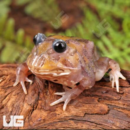 Mutant Eclipse Copper Translucent Pacman Frogs for sale - Underground ...