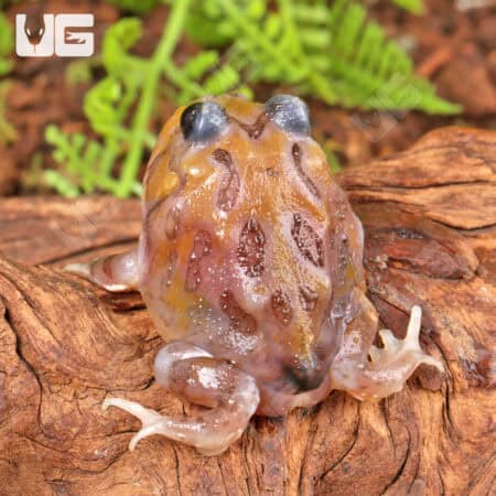 Mutant Eclipse Copper Translucent Pacman Frogs for sale - Underground ...
