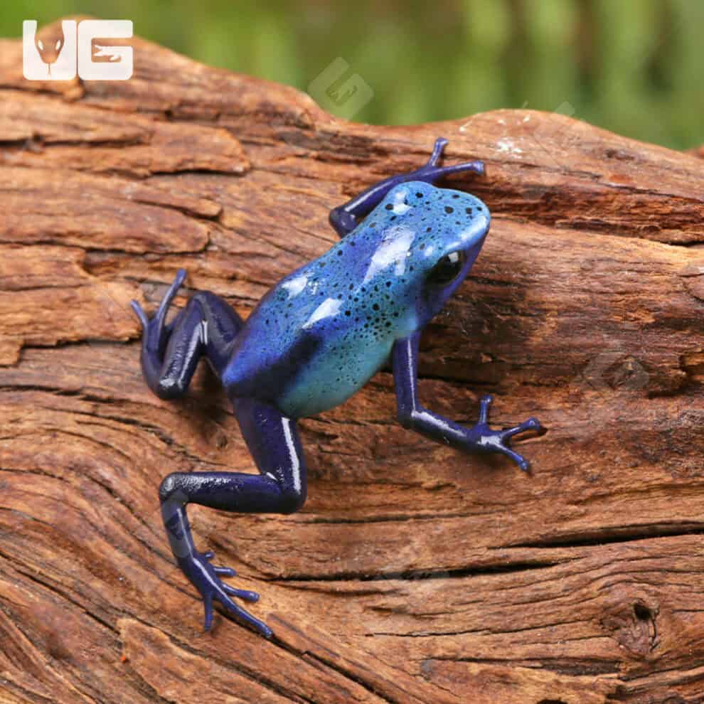 Fine Spot Blue Azureus Tinctorius Dart Frogs For Sale - Underground ...