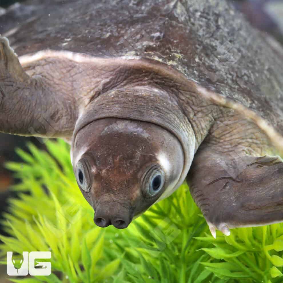 Baby Fly River Turtles For Sale - Underground Reptiles