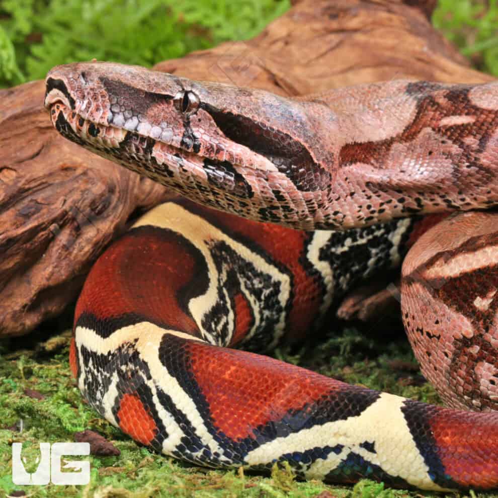 Boas For Sale - Underground Reptiles