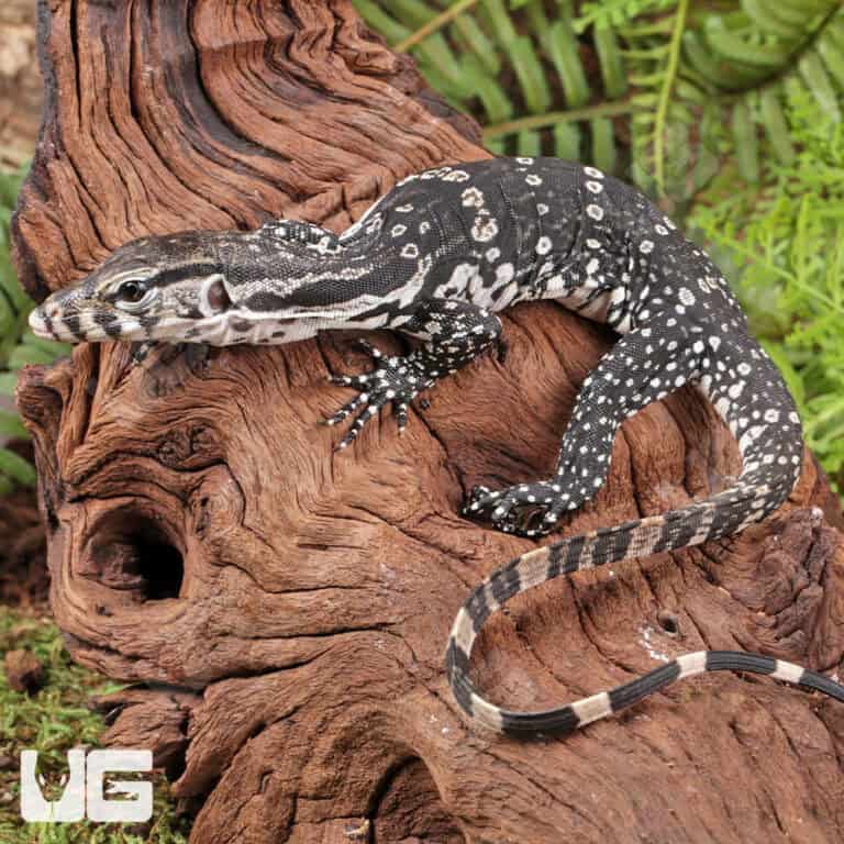 Lizards For Sale - Underground Reptiles