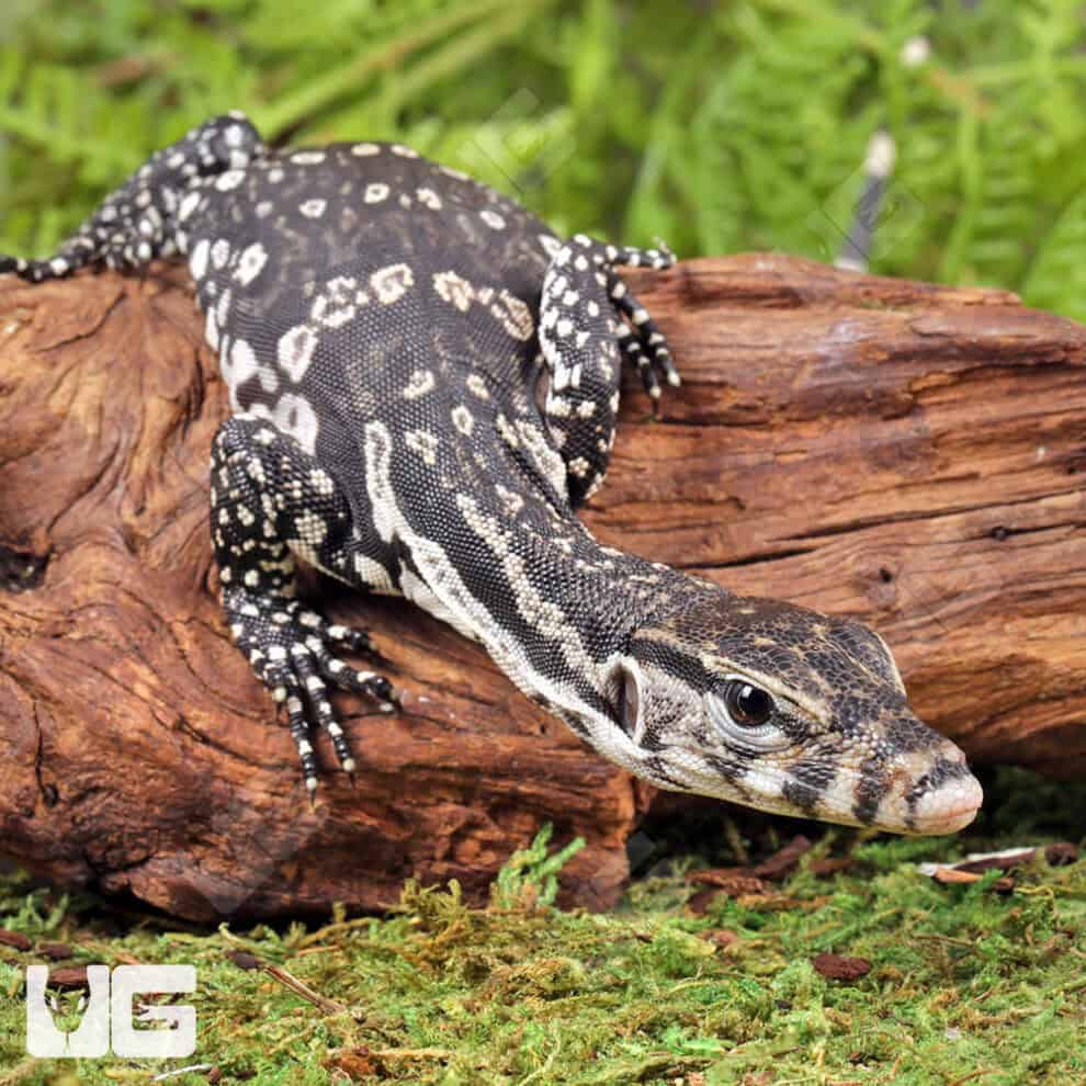 Baby Axanthic Water Monitors For Sale - Underground Reptiles