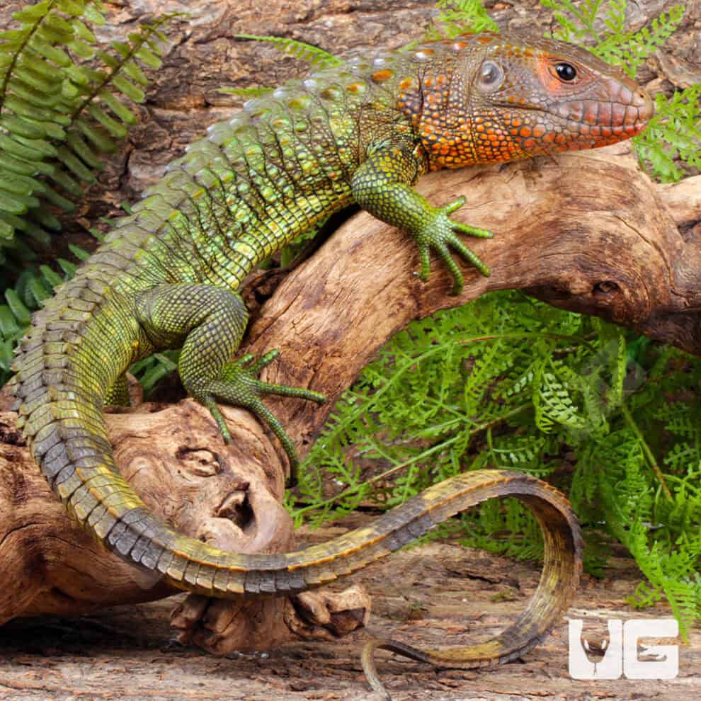 Lizards For Sale - Underground Reptiles