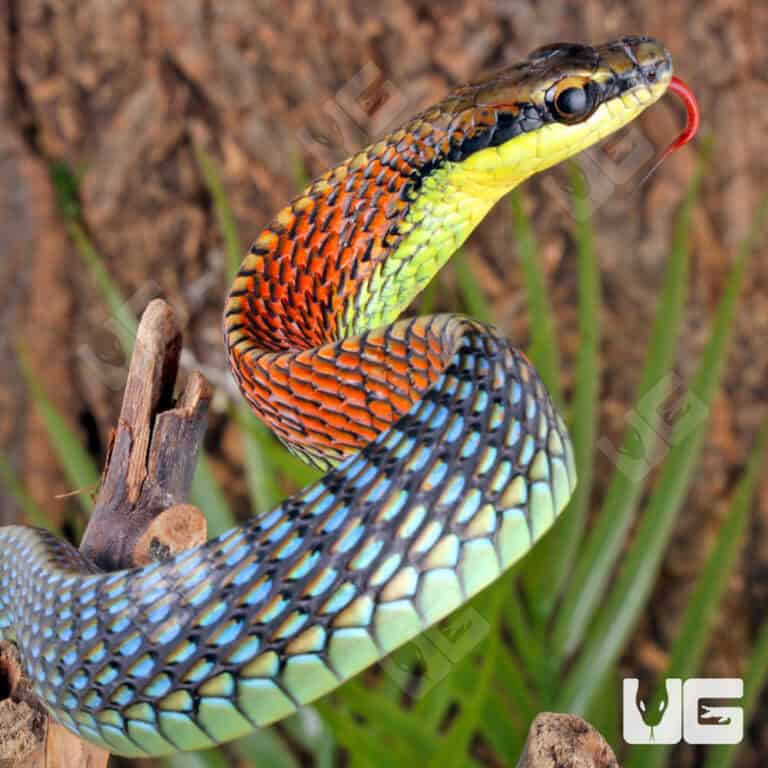 Kopstein's Bronzeback Snake (Dendrelaphis kopsteini) For Sale ...
