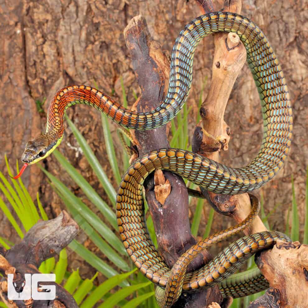 Kopstein's Bronzeback Snake (Dendrelaphis kopsteini) For Sale ...