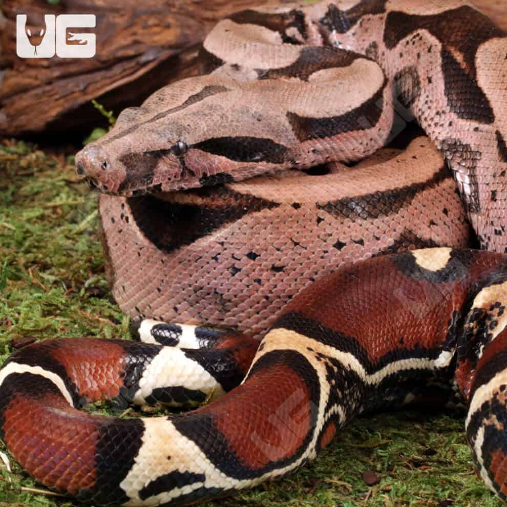 High Pink Guyana Redtail Boa (Boa c. constrictor) for sale ...