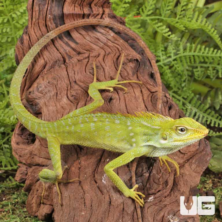 Maned Forest Lizards (Bronchocela jubata) For Sale - Underground Reptiles
