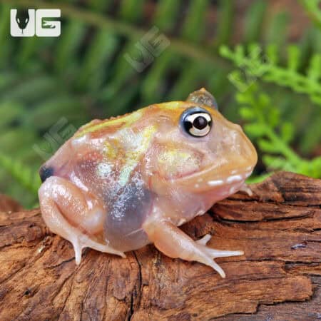 Mutant Pink Translucent Turf Pacman Frogs for sale - Underground Reptiles