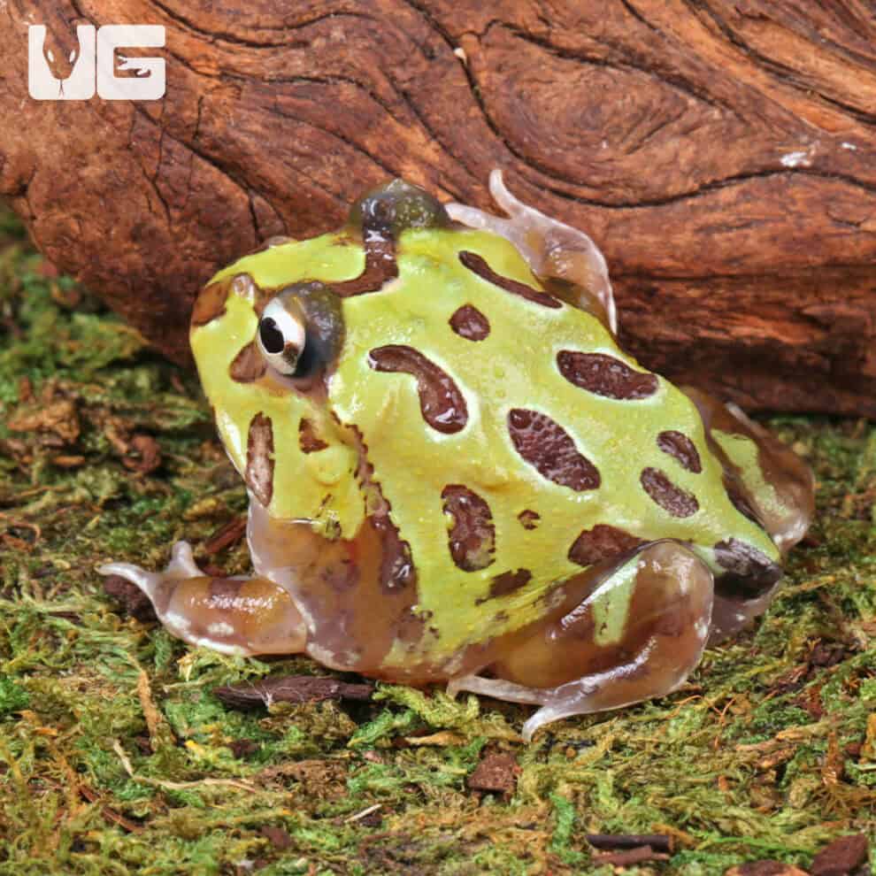 Mutant Purple Translucent Caribbean Pacman Frogs for sale - Underground ...