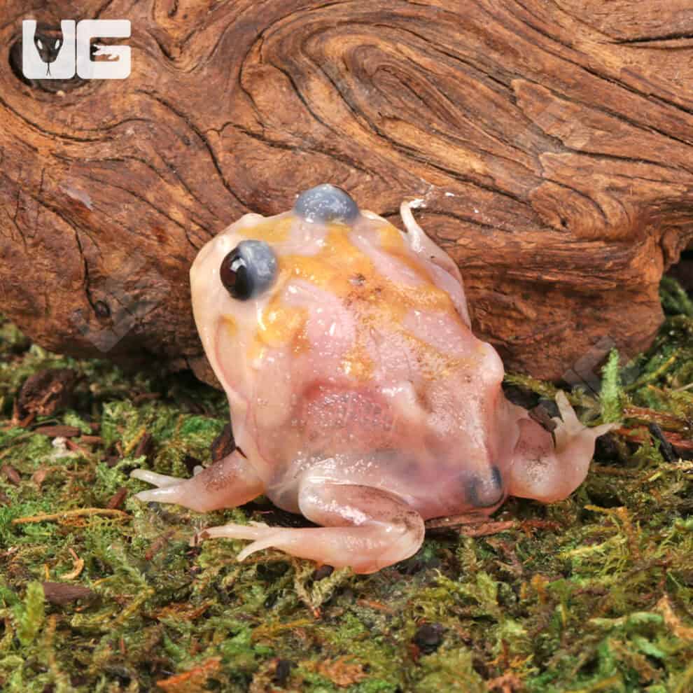 Mutant Snow White Pacman Frogs for sale - Underground Reptiles