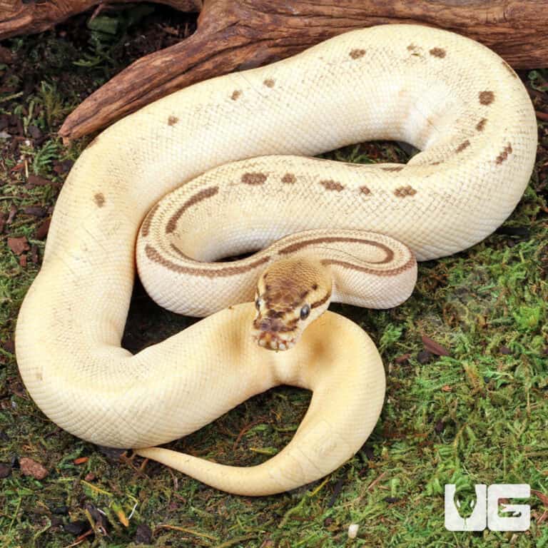 OD Leopard Pinstripe Blade Fire Ball Python For Sale - Underground Reptiles