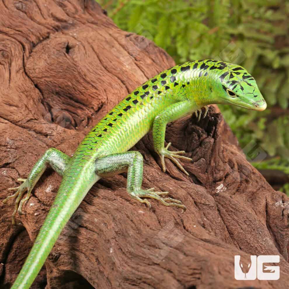 Philippine Emerald Tree Skinks For Sale - Underground Reptiles