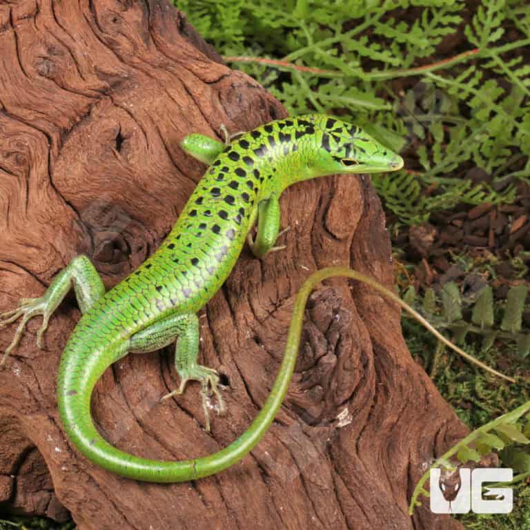 Philippine Emerald Tree Skinks For Sale - Underground Reptiles