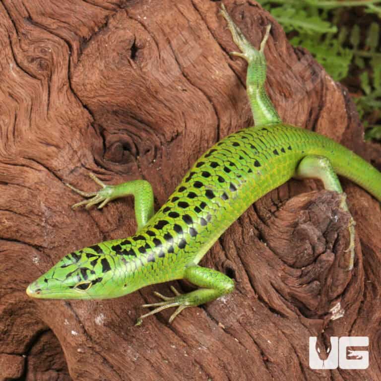 Philippine Emerald Tree Skinks For Sale - Underground Reptiles