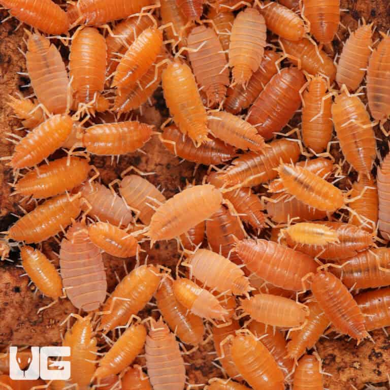 Porcellionides Pruinosus Powder Orange Isopods (Porcellionides ...