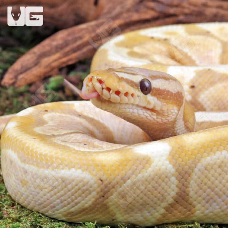 Pastel Banana Het Pied Ball Python For Sale - Underground Reptiles
