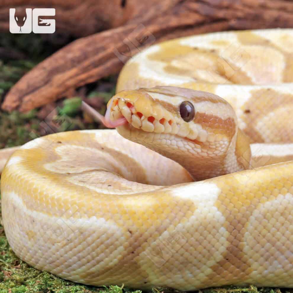 Snakes For Sale - Underground Reptiles