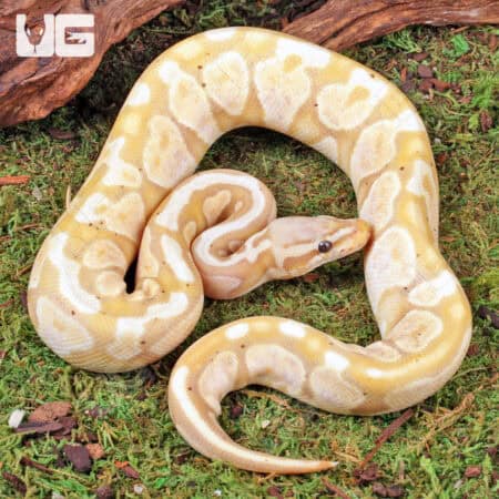 Ball Pythons For Sale - Underground Reptiles