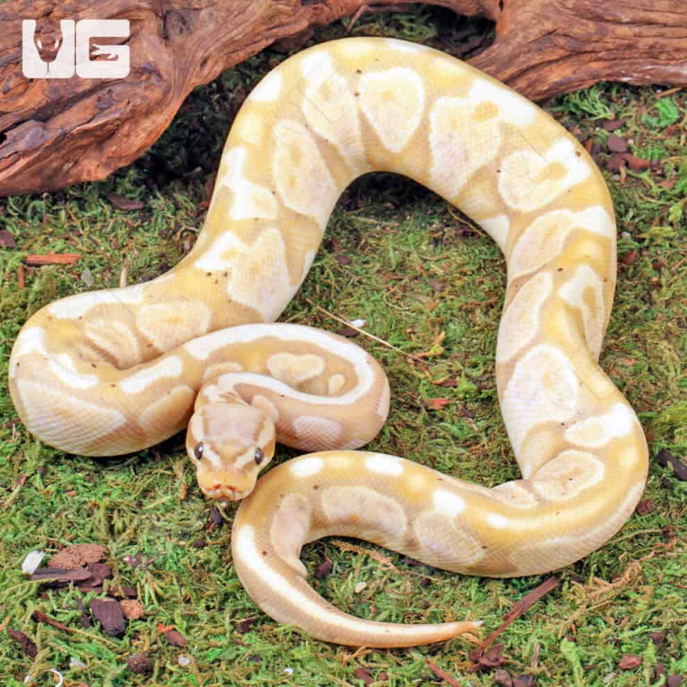 Pastel Banana Het Pied Ball Python For Sale - Underground Reptiles
