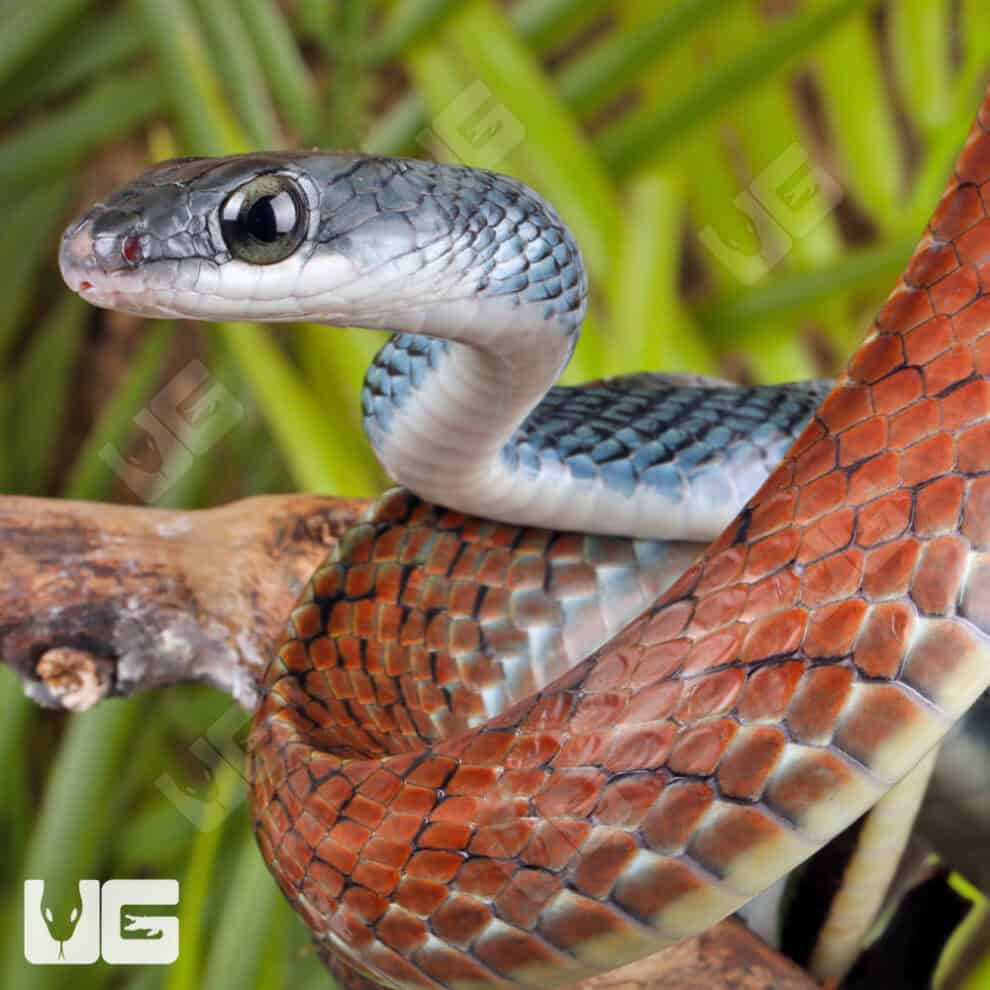 New Reptiles & Amphibians - Underground Reptiles