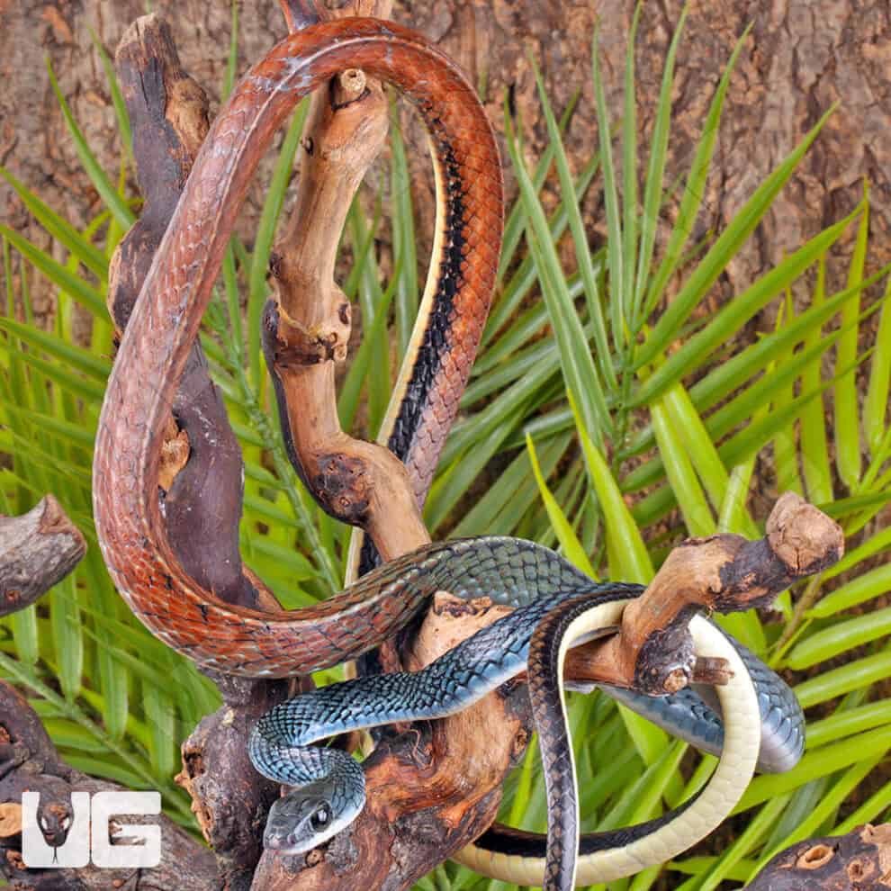 Tricolor White Bellied Ratsnakes for sale - Underground Reptiles