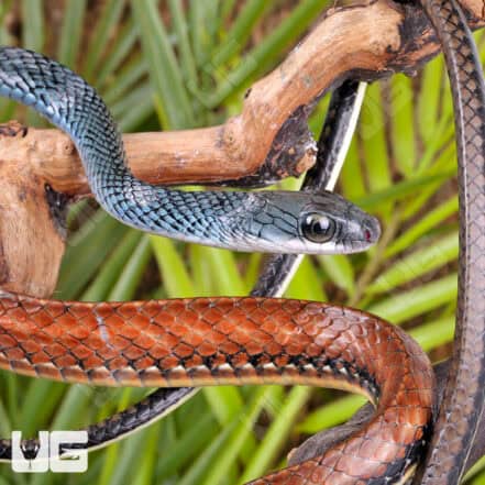 Tricolor White Bellied Ratsnakes for sale - Underground Reptiles