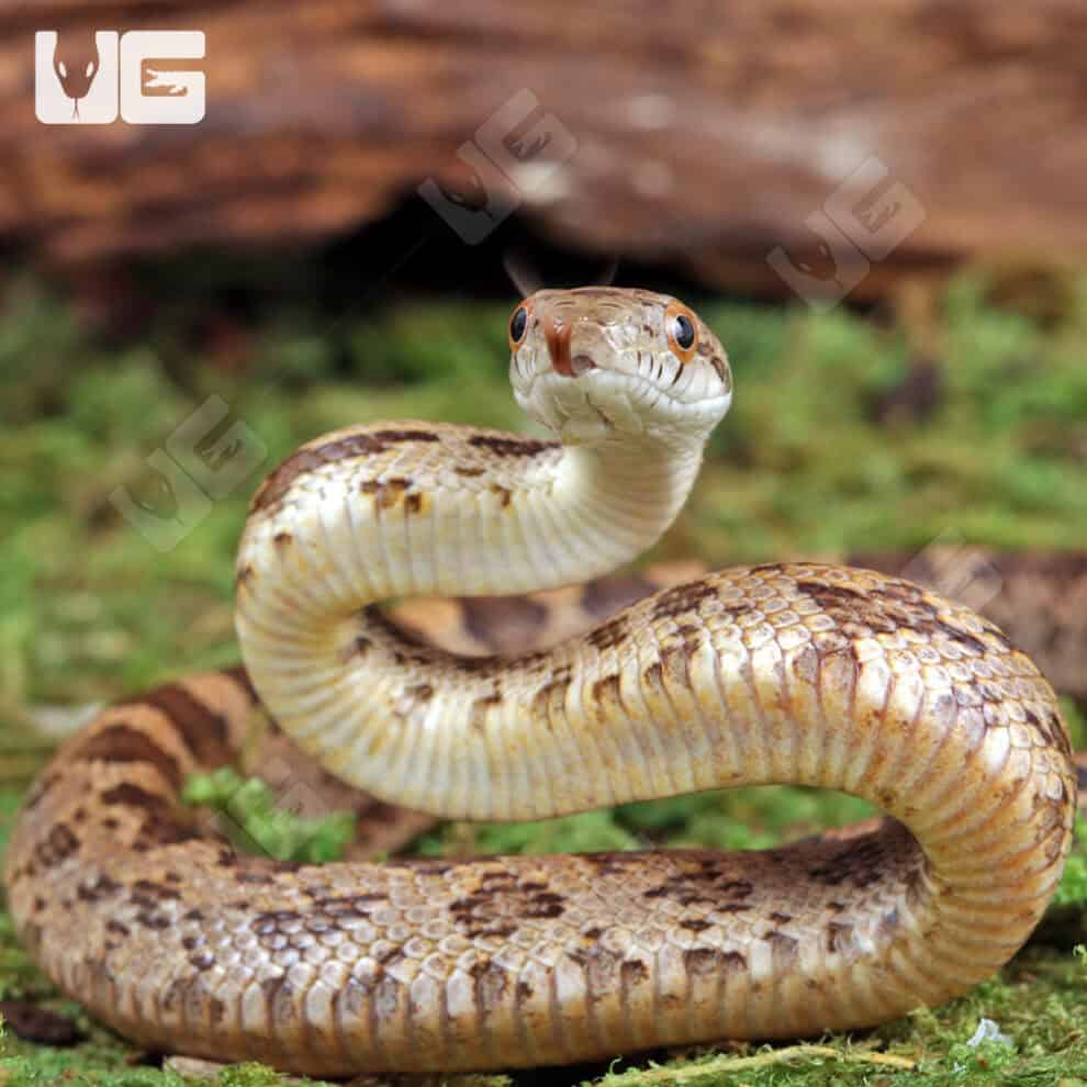 Baby Yellow x Everglades Ratsnakes For Sale - Underground Reptiles