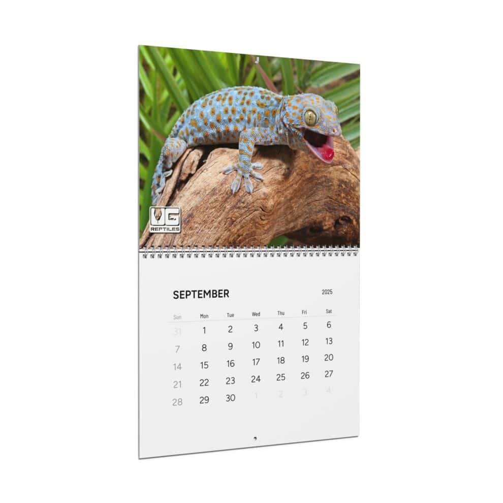 2025 Animal Photo Wall Calendar - Underground Reptiles