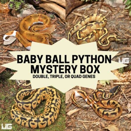 Ball Pythons For Sale - Underground Reptiles