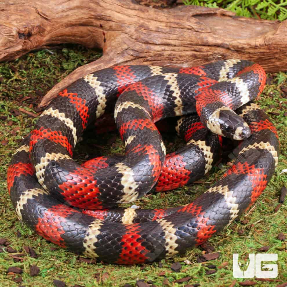 Adult Stuarts Milksnakes for sale - Underground Reptiles