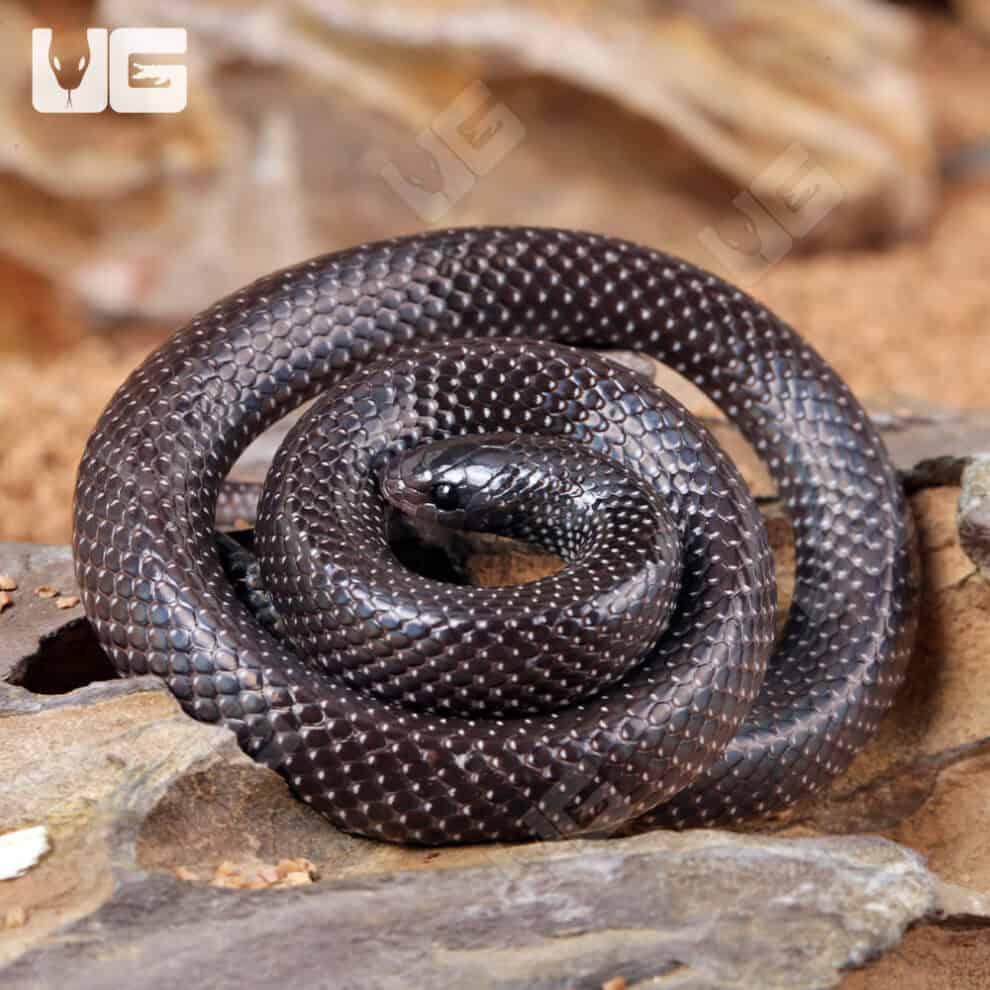 African Shovel Snout Snakes For Sale - Underground Reptiles