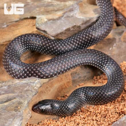African Shovel Snout Snakes For Sale - Underground Reptiles