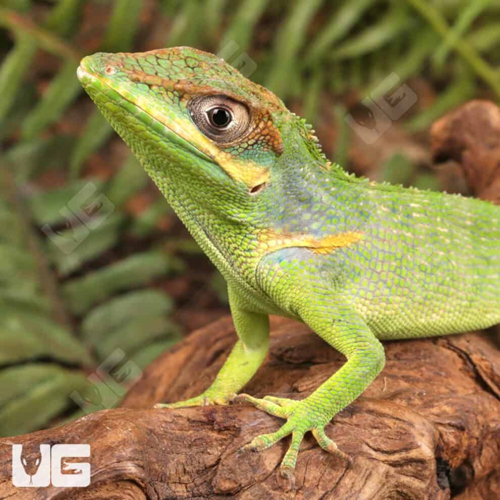 Baby Cuban Knight Anoles For Sale - Underground Reptiles