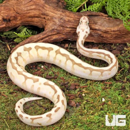 Queenbee Ball Python For Sale - Underground Reptiles