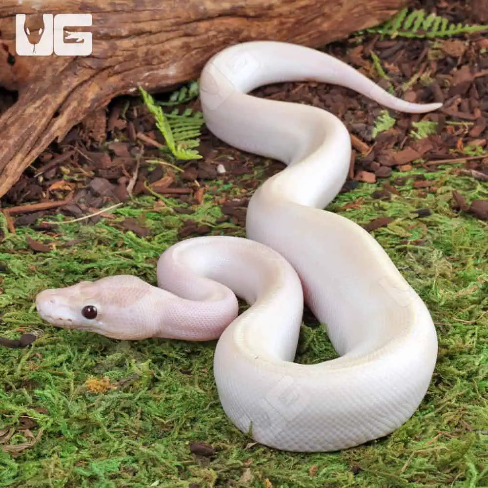 Ivory Ball Python For Sale GRAPHITE IVORY BALL PYTHON