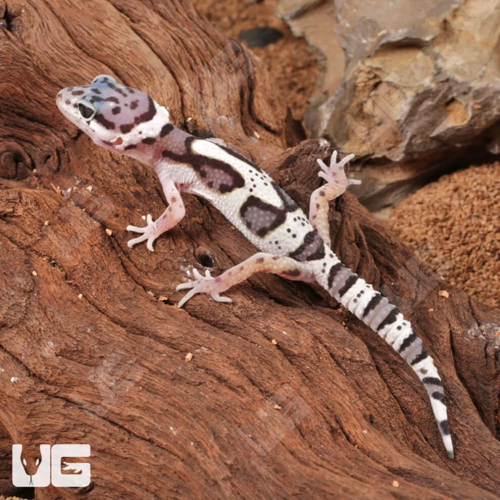 Baby Mack Snow Clown Leopard Gecko For Sale - Underground Reptiles