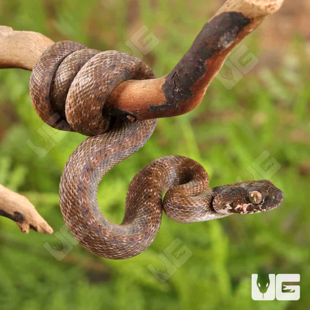 Baby Madagascar Cat Eye Snakes For Sale - Underground Reptiles