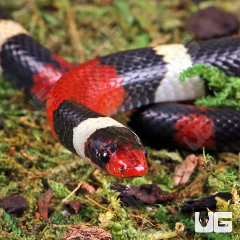 Scarlet Kingsnakes For Sale - Underground Reptiles