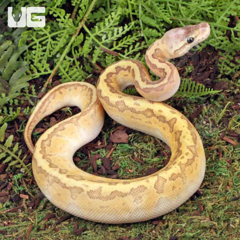 Ball Pythons For Sale - Underground Reptiles