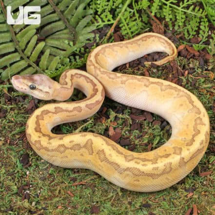 Ball Pythons For Sale - Underground Reptiles
