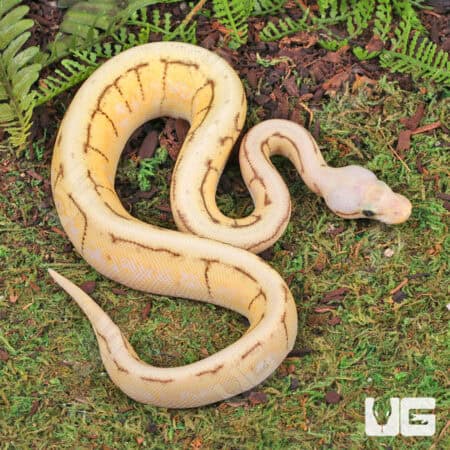 Ball Pythons For Sale - Underground Reptiles